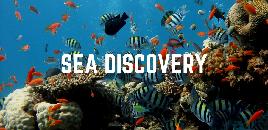 Sea Discovery - C77TV
